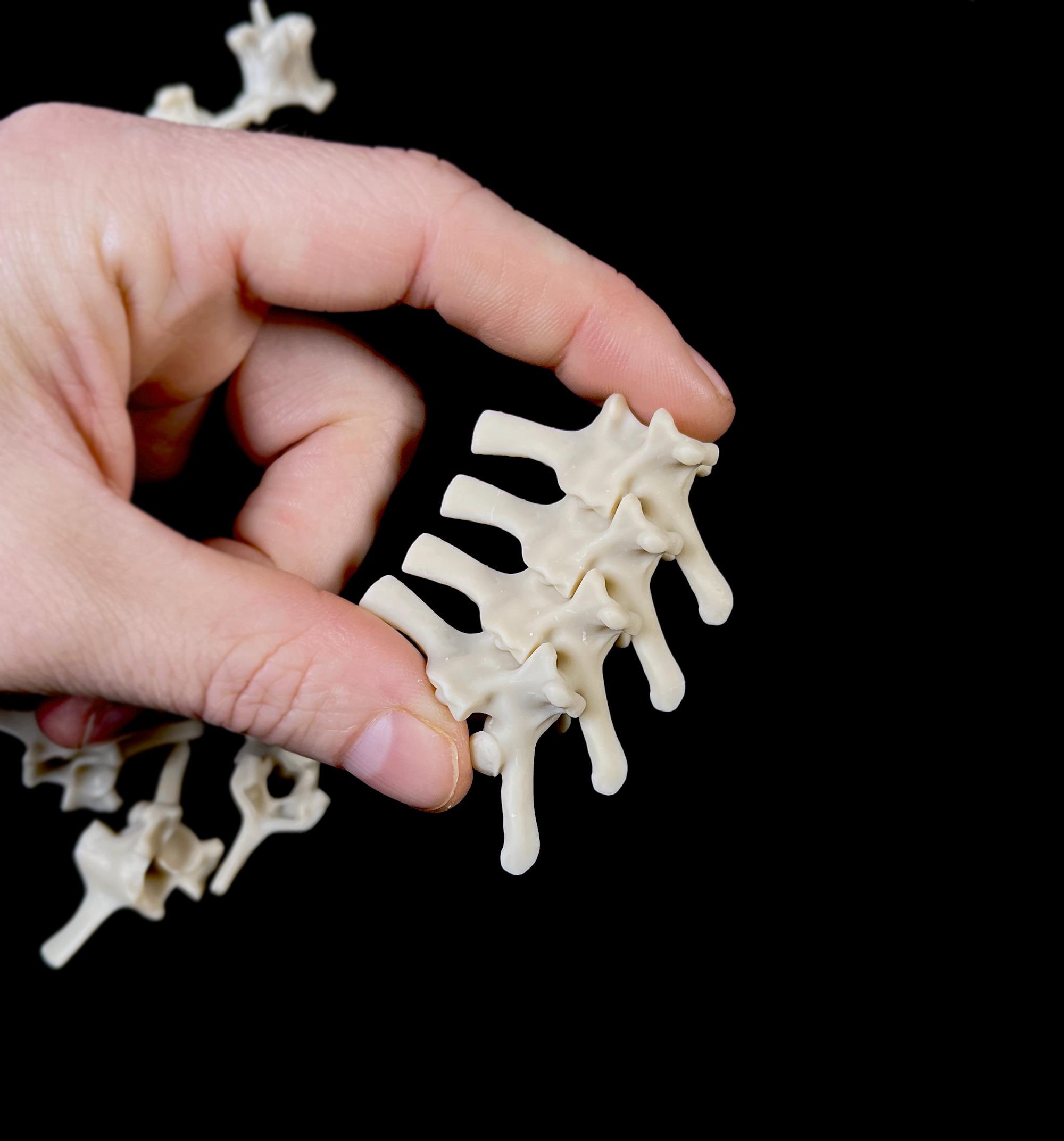 20 Resin Python Vertebrae Replicas: Museum Quality Bone Oddities - Etsy