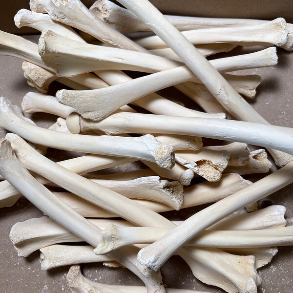 Coyote Femur Bones - Etsy