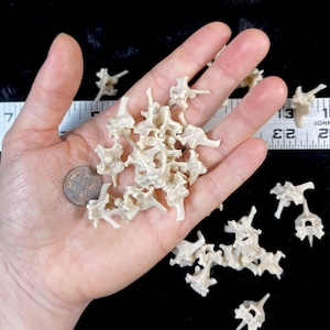 20 Python Vertebrae, Snake Vertebra, Reticulated Python, Replica Bones ...