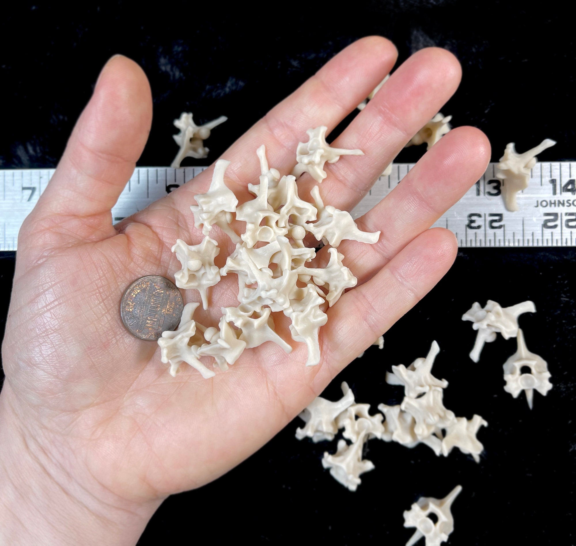 20 Resin Python Vertebrae Replicas: Museum Quality Bone Oddities - Etsy