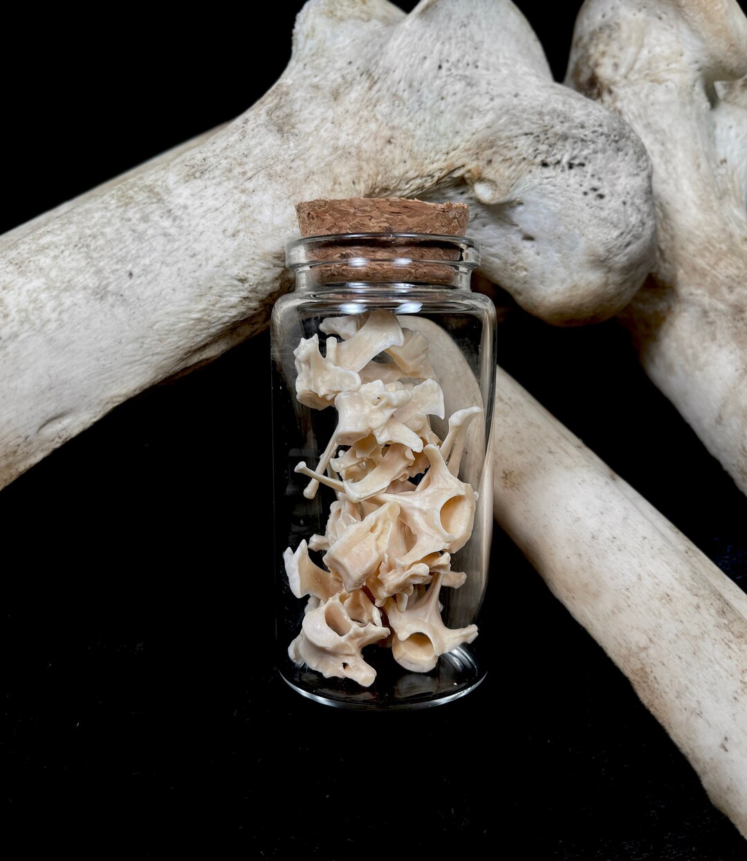 Bone Jar, Vertebrae, Armadillo Bones, Vial, Curio Vial, Spine, Bones ...