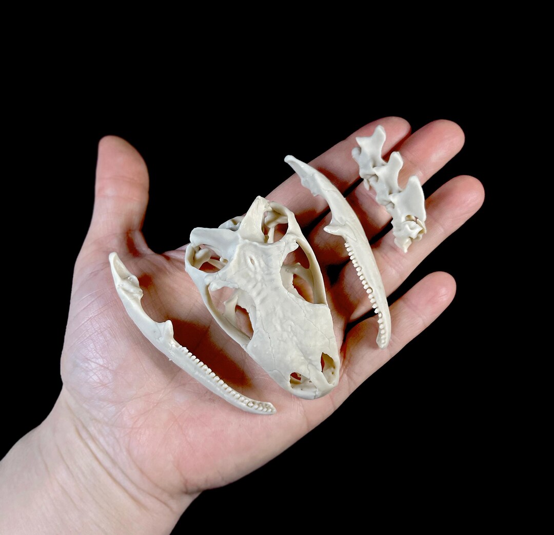 Disarticulated Green Iguana Skull Replica: Museum Quality Resin Print ...