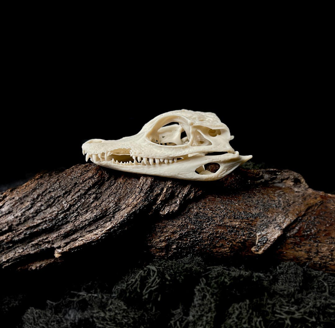 Spectacled Caiman Skull Replica: Museum Quality Resin Oddity - Etsy