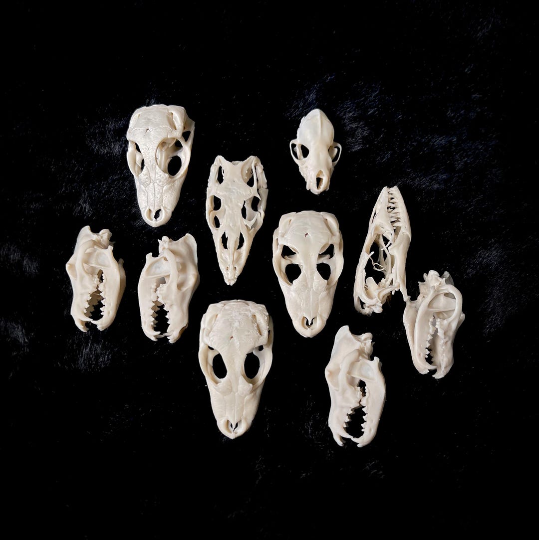 Replica Skull, Bat, Monitor Lizard, Wolf, Alligator, Resin Skull ...