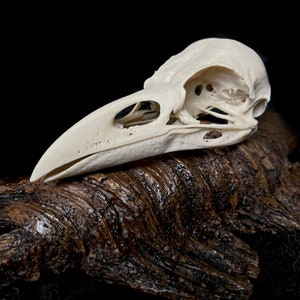 Life Size Resin Raven Skull Replica: Museum Quality 3D Print - Etsy