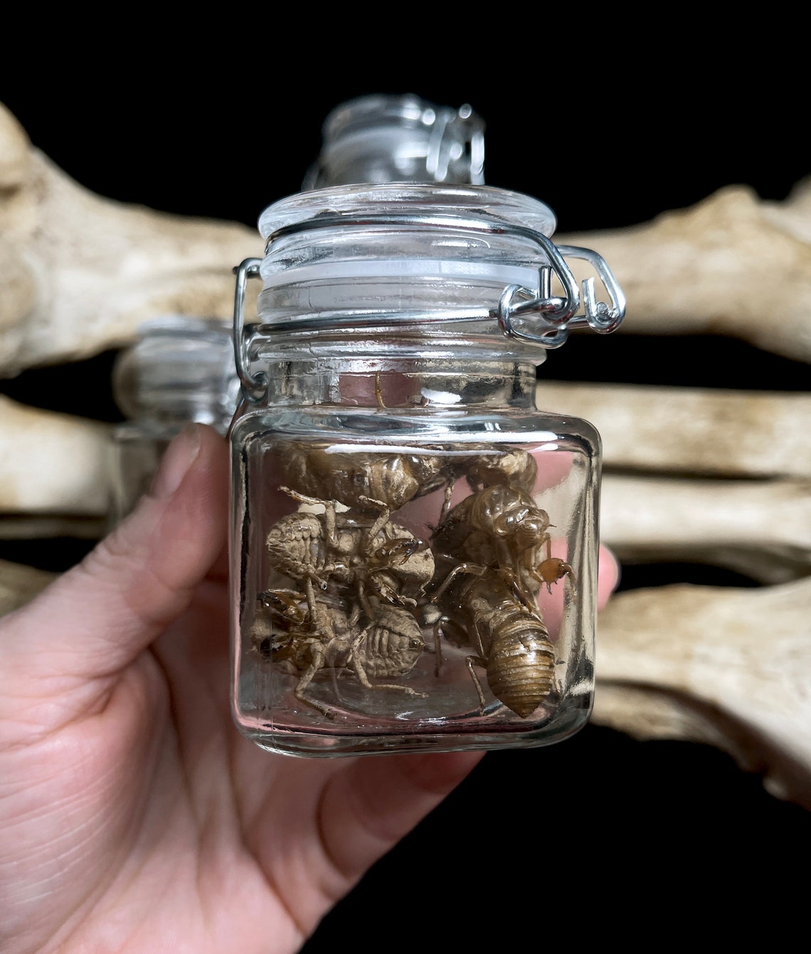 Specimen Jar, Cicada Shell, Vial, Curio Vial, Cicada Sheds, Oddity ...