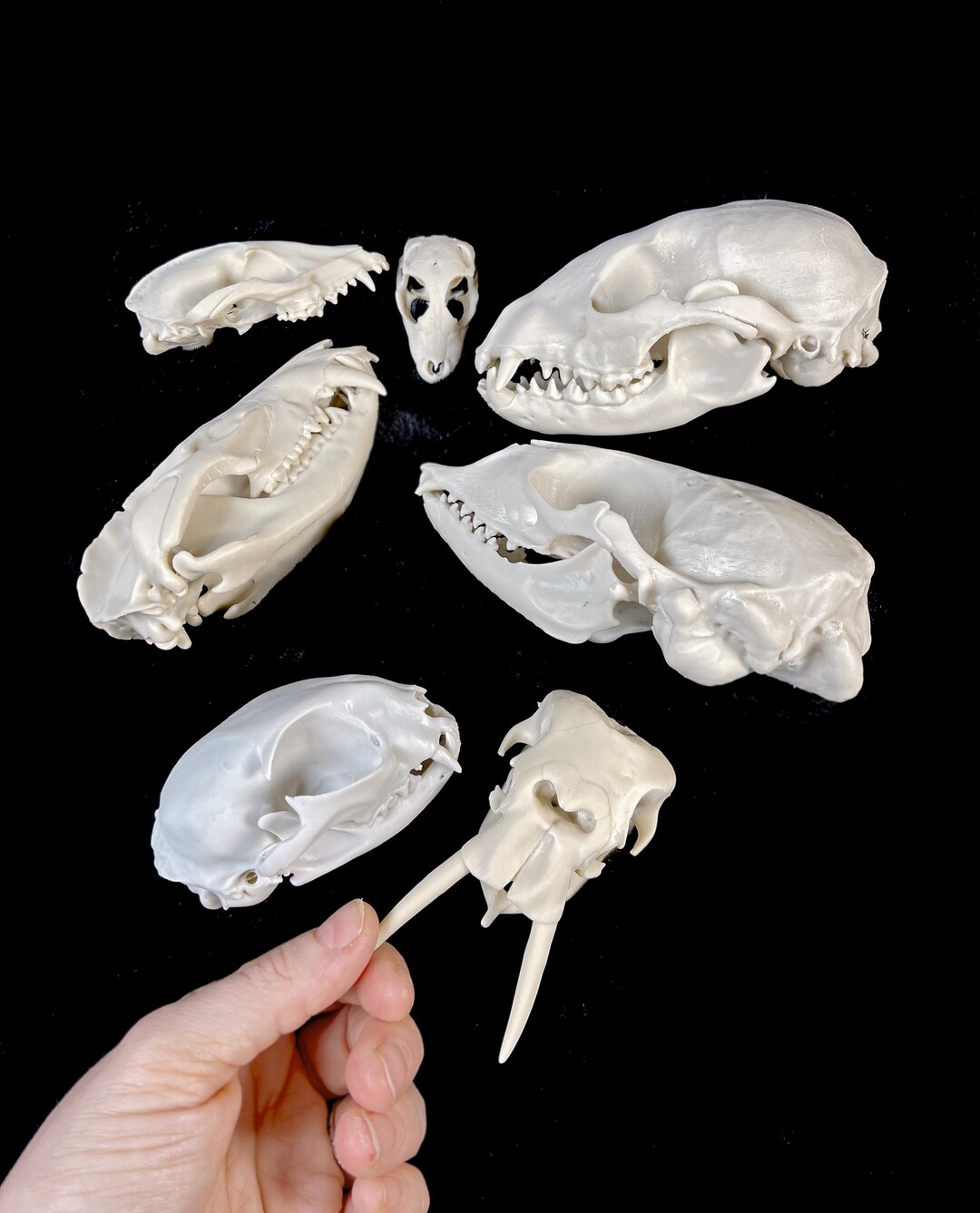 Replica Skull, Opossum, Raccoon, Elephant, Alligator, Resin Skull, Harp ...