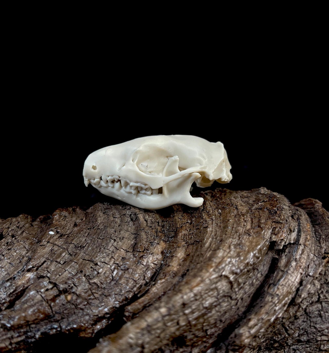 Replica Hedgehog Skull, Museum Quality 3D Print, Oddities & Curios - Etsy