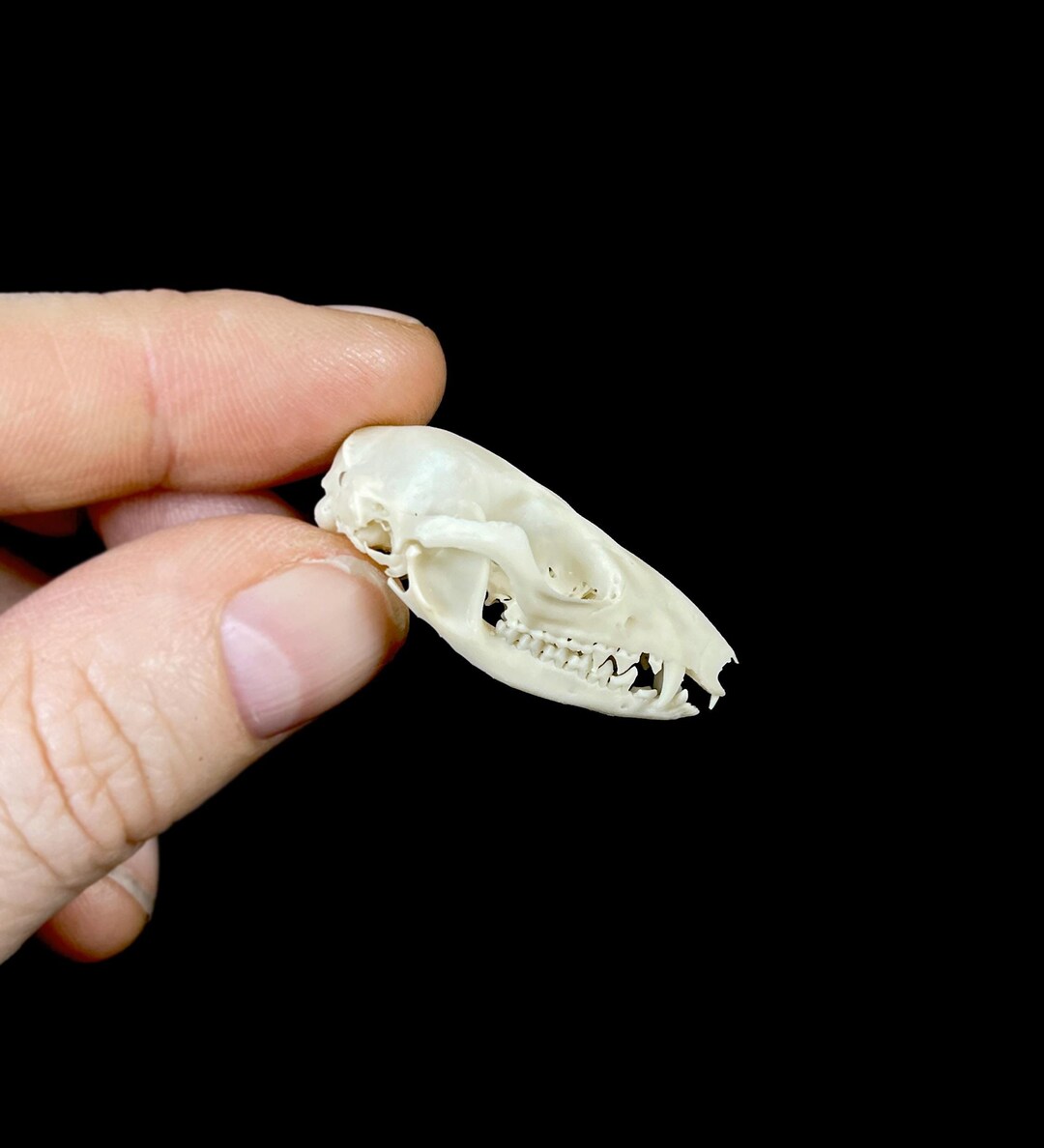 Mouse Opossum Skull Replica: Vanilla Resin 3D Print, Museum Quality - Etsy