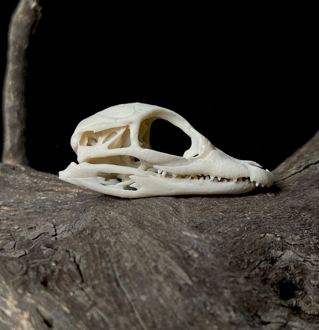 Resin Alligator Hatchling Skull Replica: Museum Quality Oddities - Etsy