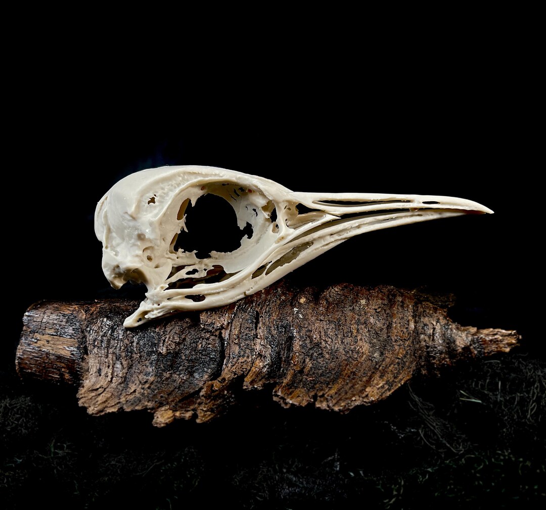 6.75 Penguin Skull, Emperor Penguin, Bird Skull, Replica Skull, Resin ...