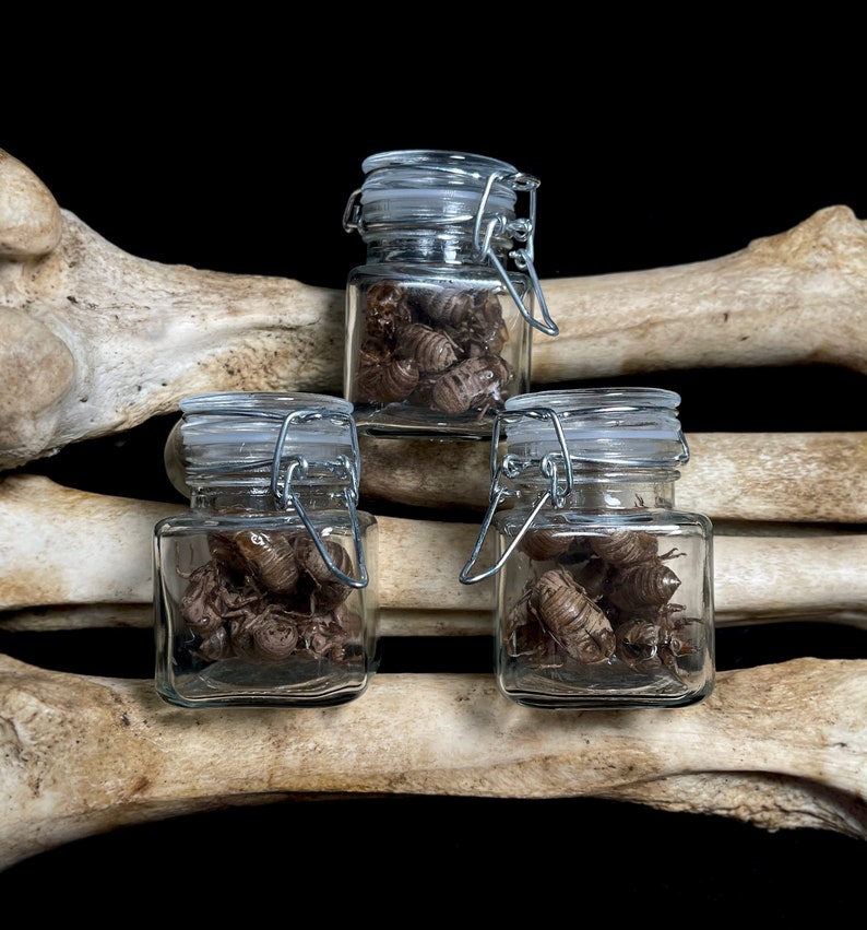 Specimen Jar, Cicada Shell, Vial, Curio Vial, Cicada Sheds, Oddity ...