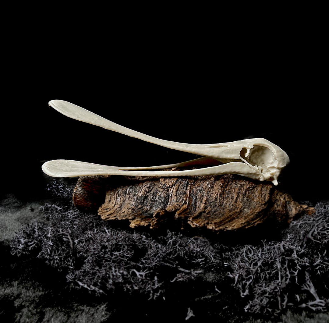 Life Size Spoonbill Skull Replica: Bird Skull, 8k Resin, Educational ...