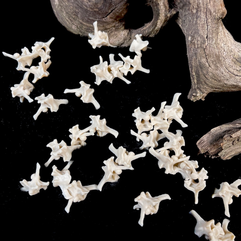 Python Vertebrae Jewelry - Etsy