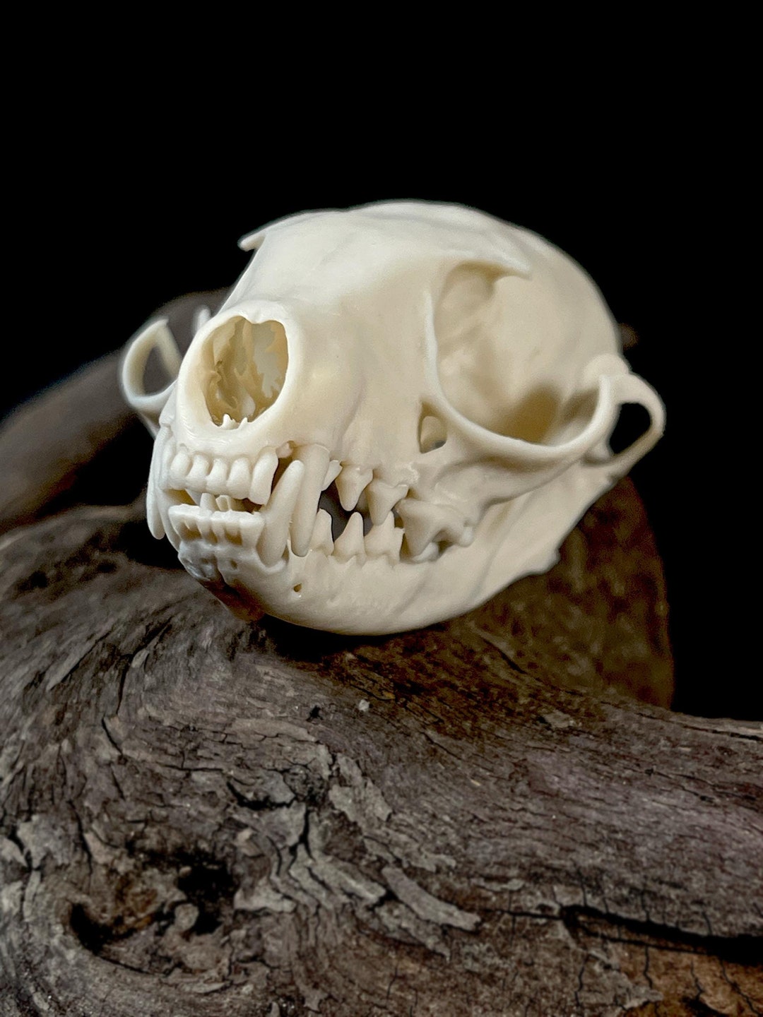 Ringtail Skull Replica: 3" Resin Oddities Collector Display - Etsy