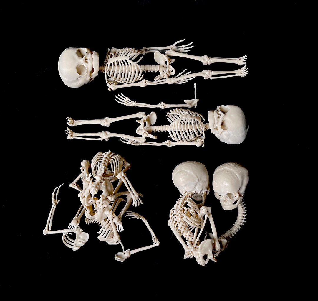 Fetal Skeleton, Skeleton Lot, Replica Skeleton, Human Bones, Replica ...