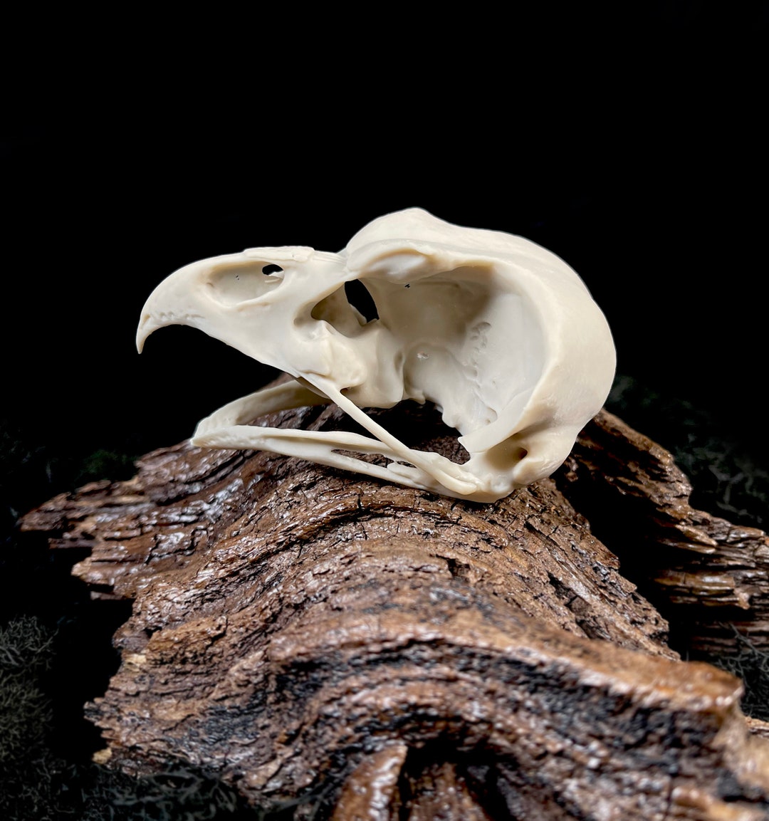 Resin Eurasian Eagle-owl Skull Replica: Museum Quality - Etsy