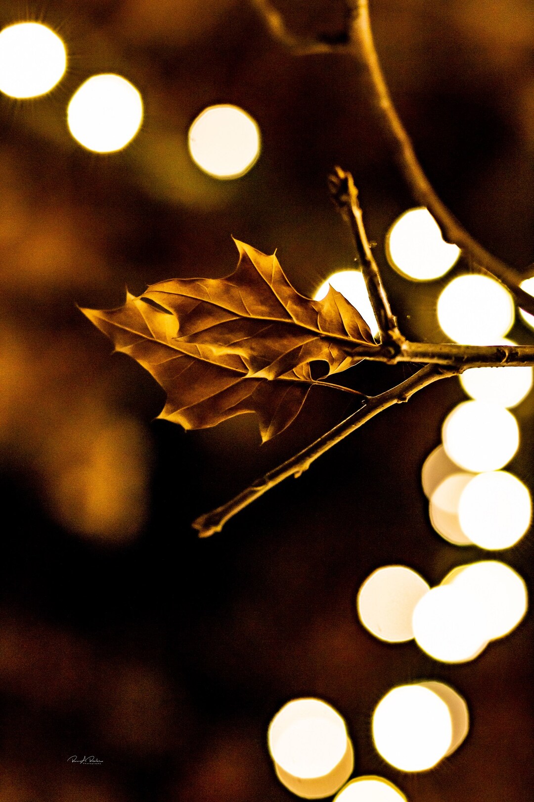 Still Life Photography, Leaf, Fall, Autumn, Rustic, Season, Decor - Etsy