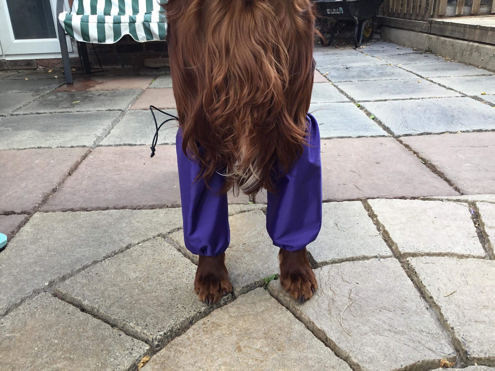 Show Dog Leg Wraps / Pom Wraps Standard Poodle Irish | Etsy