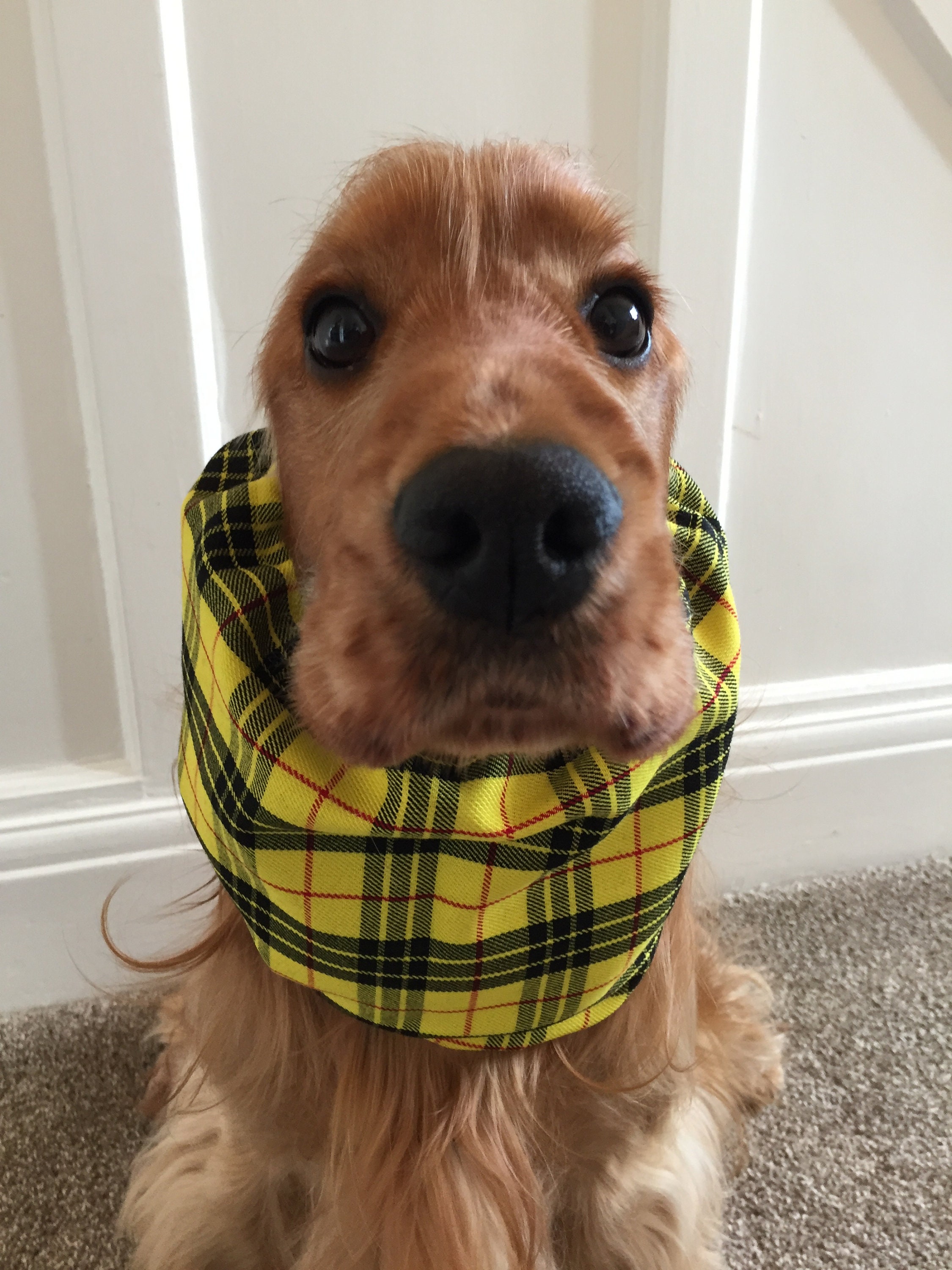 Dog Snood Medium Size Cocker Spaniel American Cocker | Etsy UK