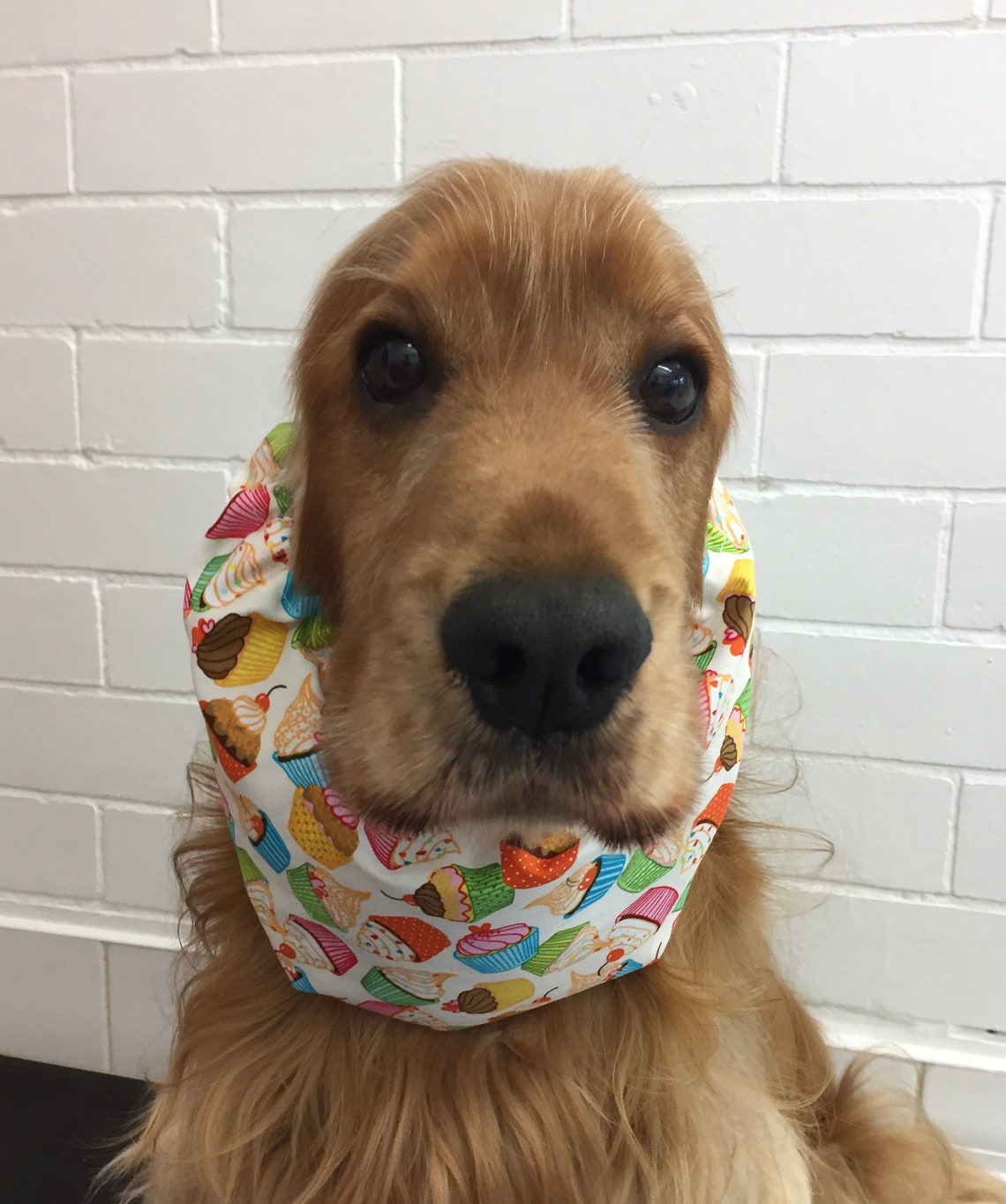 Dog Snood Medium Size Cocker Spaniel American Cocker | Etsy