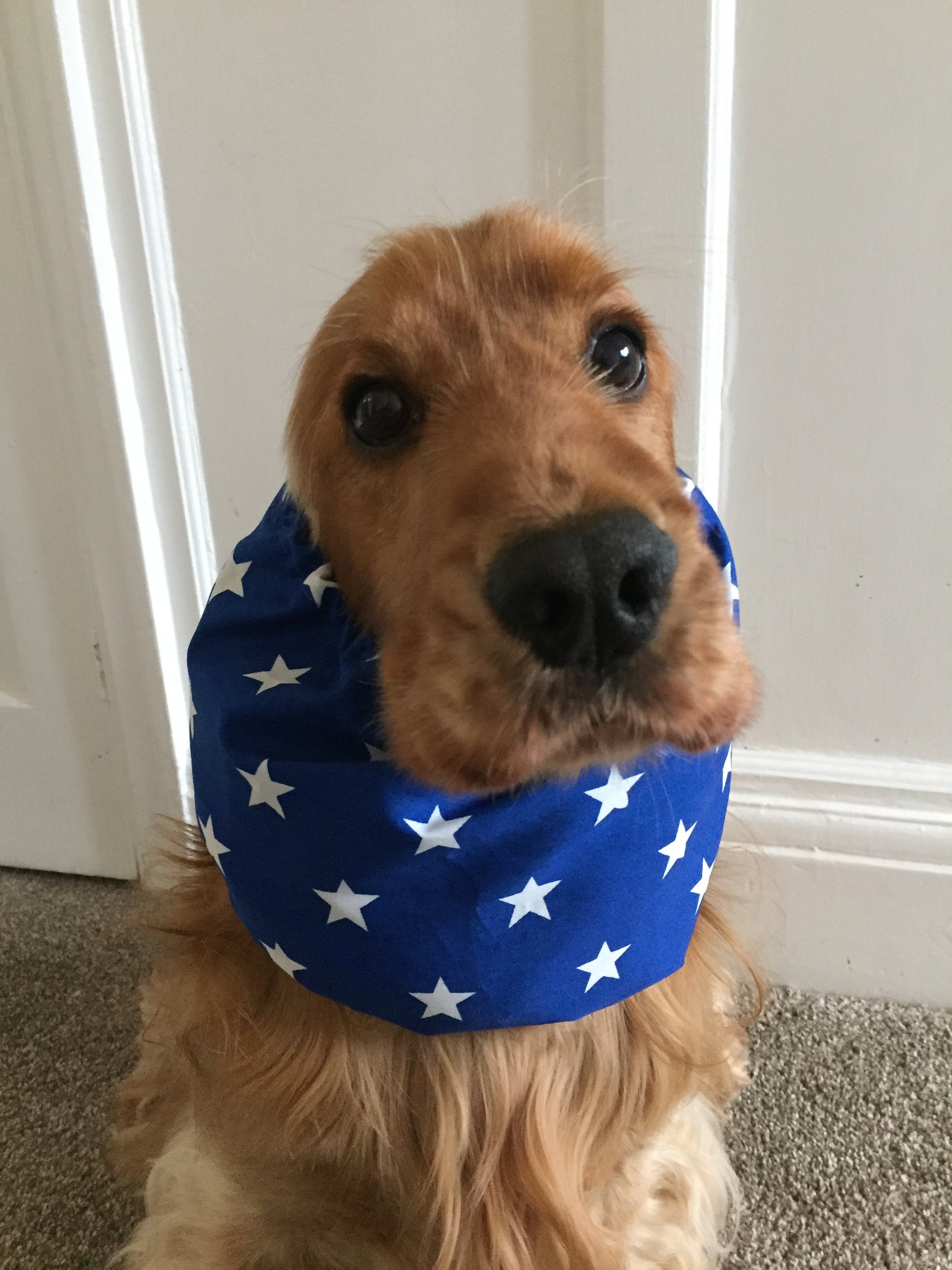 Dog Snood Medium Size Cocker Spaniel American Cocker | Etsy UK