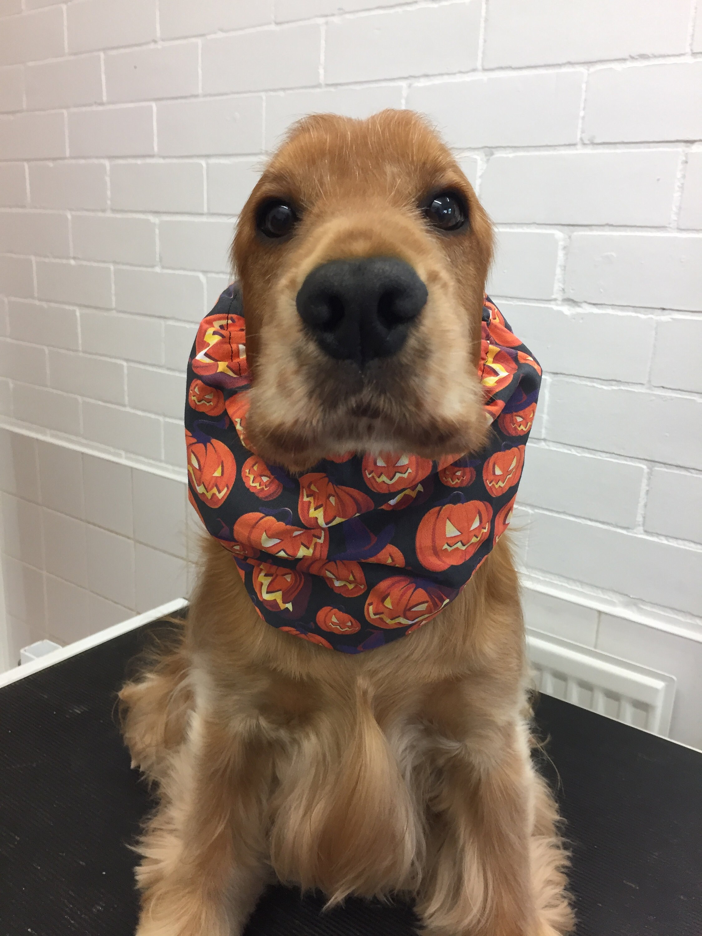 Dog Snood Medium Size Cocker Spaniel American Cocker | Etsy UK