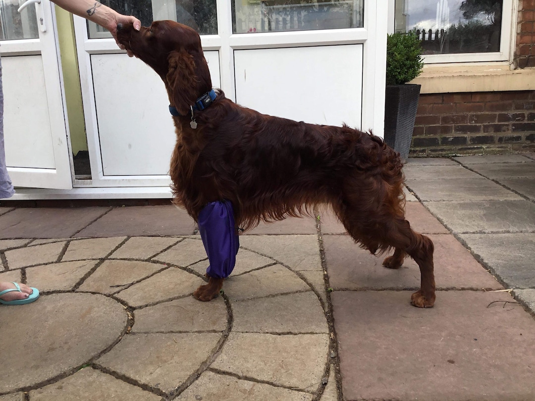Show Dog Leg Wraps / Pom Wraps - Standard Poodle, Irish Setter, Red and ...