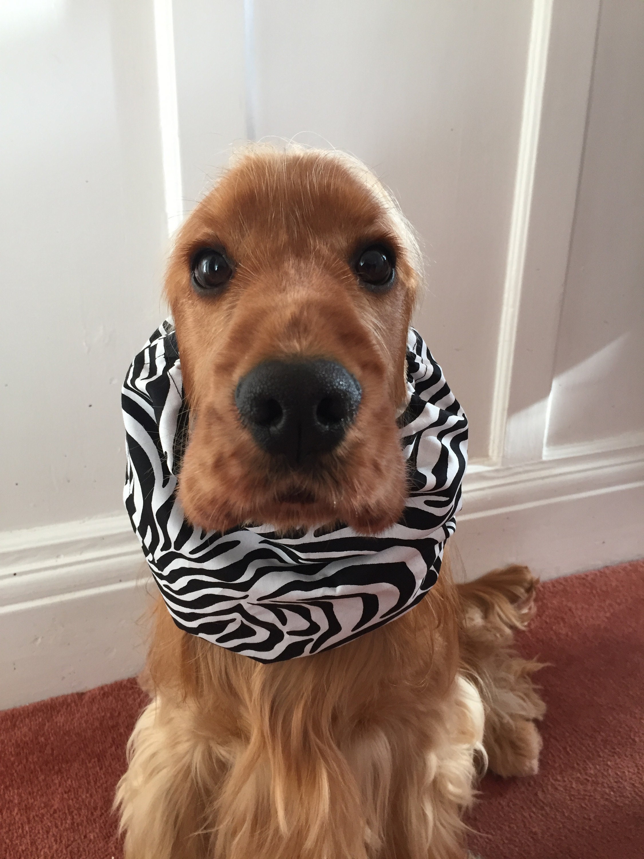 Dog Snood Medium Size Cocker Spaniel American Cocker | Etsy UK