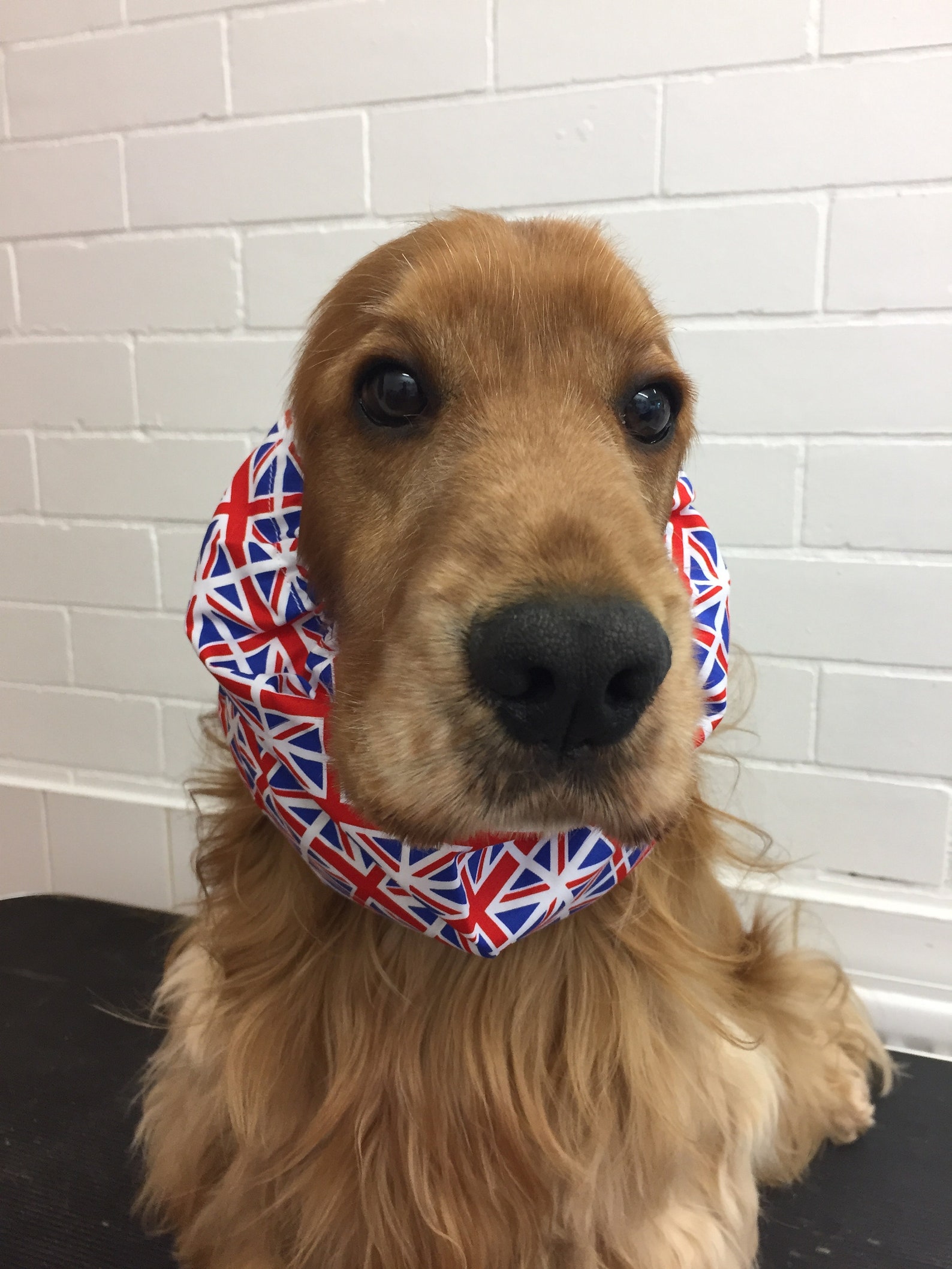 Dog Snood Medium Size Cocker Spaniel American Cocker - Etsy UK