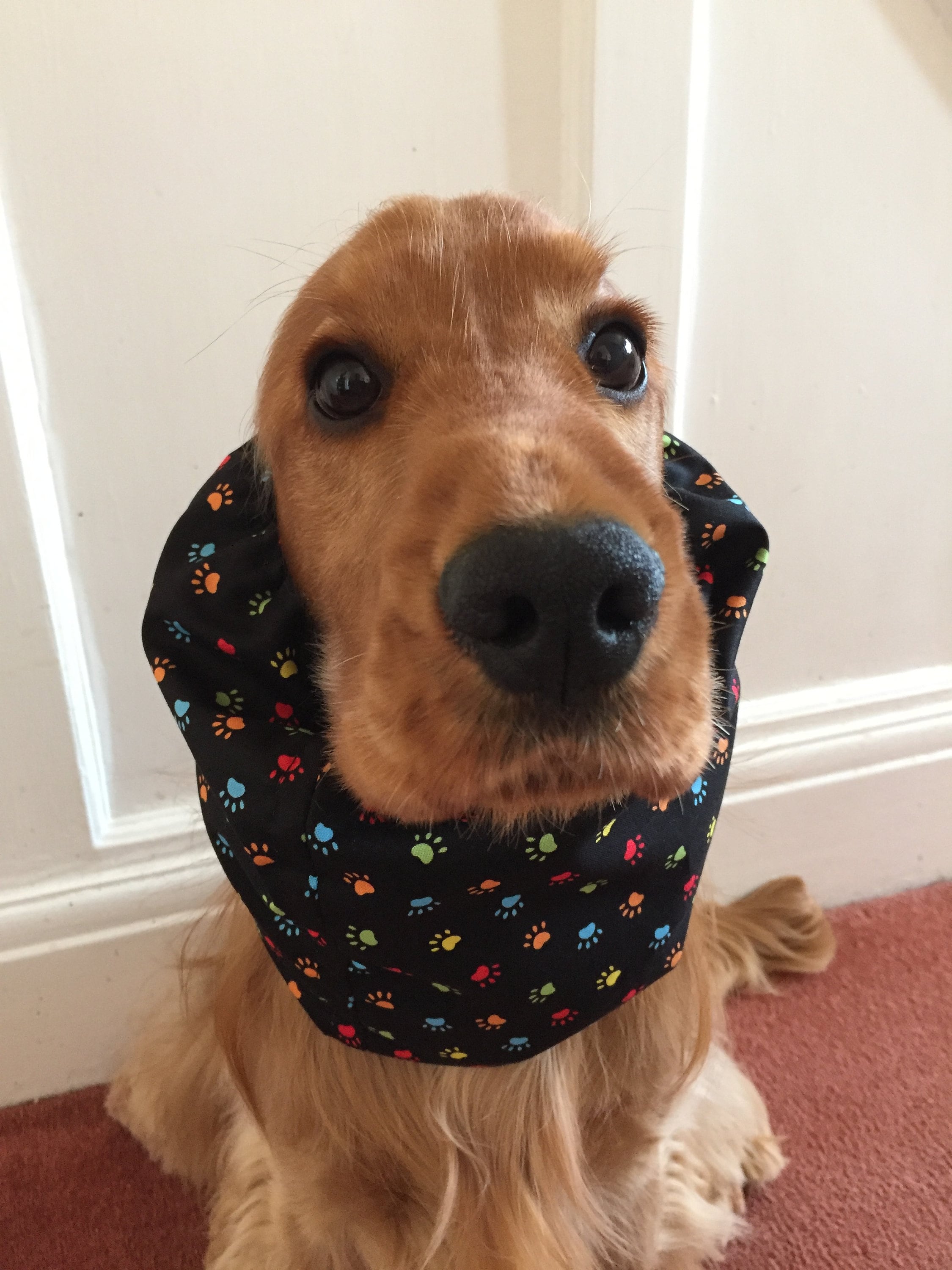 Dog Snood Medium Size Cocker Spaniel American Cocker | Etsy