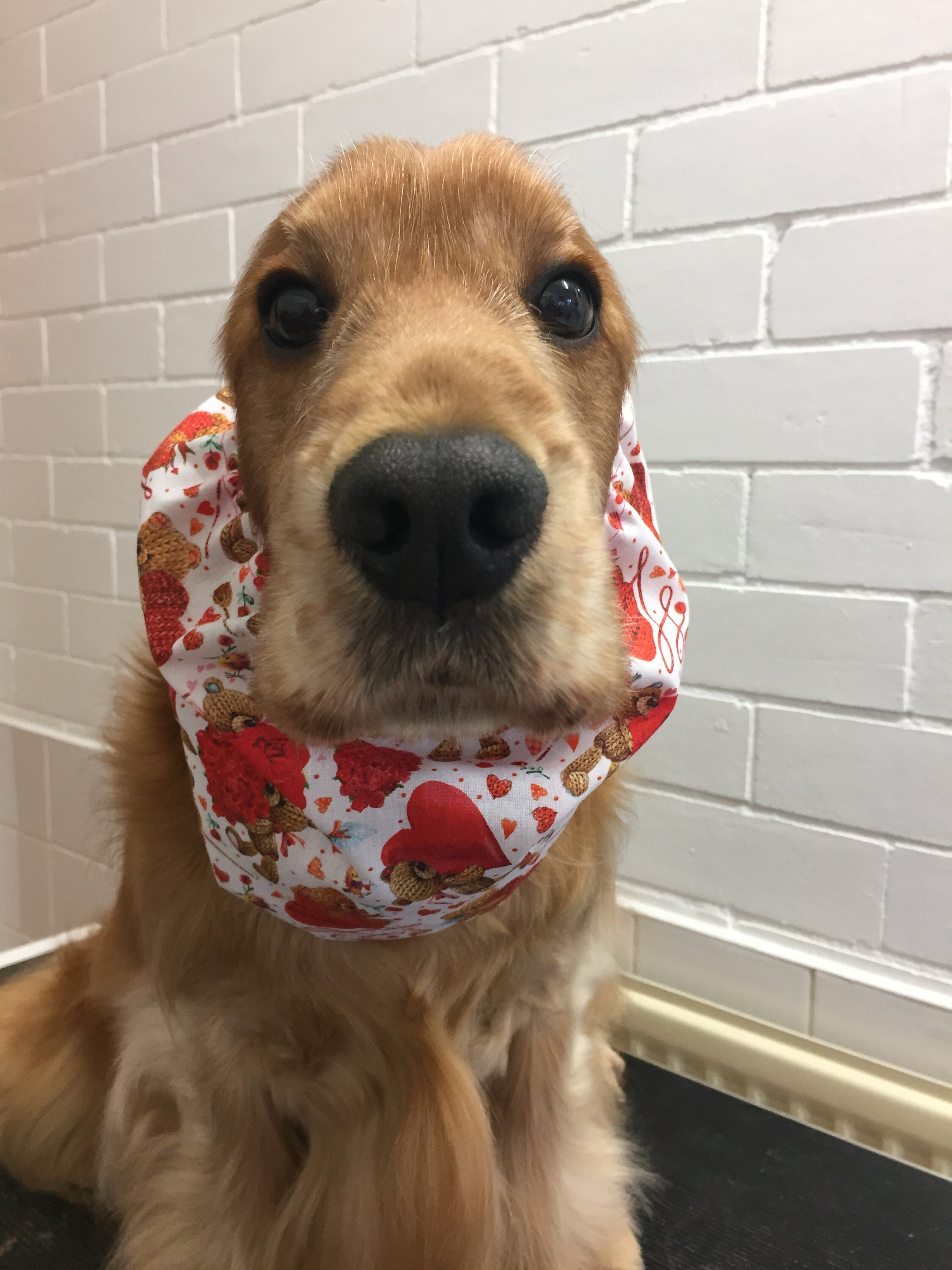 Dog Snood Medium Size Cocker Spaniel American Cocker | Etsy UK