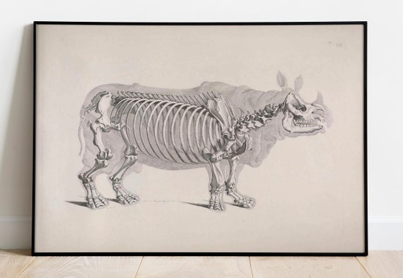 Esqueleto de rinoceronte anatomía de rinocerontes anatomía | Etsy