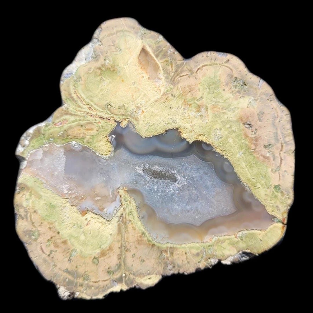 Fallen Tree Thunderegg Polished Display Piece - Etsy