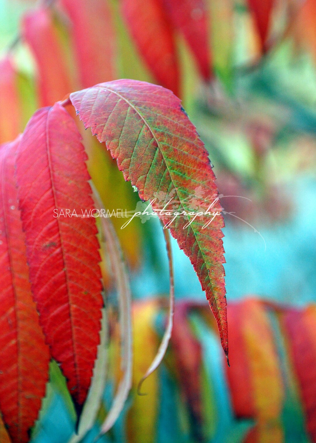 Sumac Leaves Fine Art Photography Print Fall Autumn Tree Wall Art ...