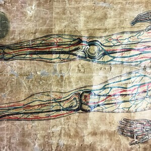 Old and Rare Anatomy Human Chart - Etsy