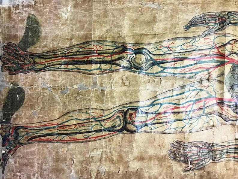 Old and Rare Anatomy Human Chart - Etsy