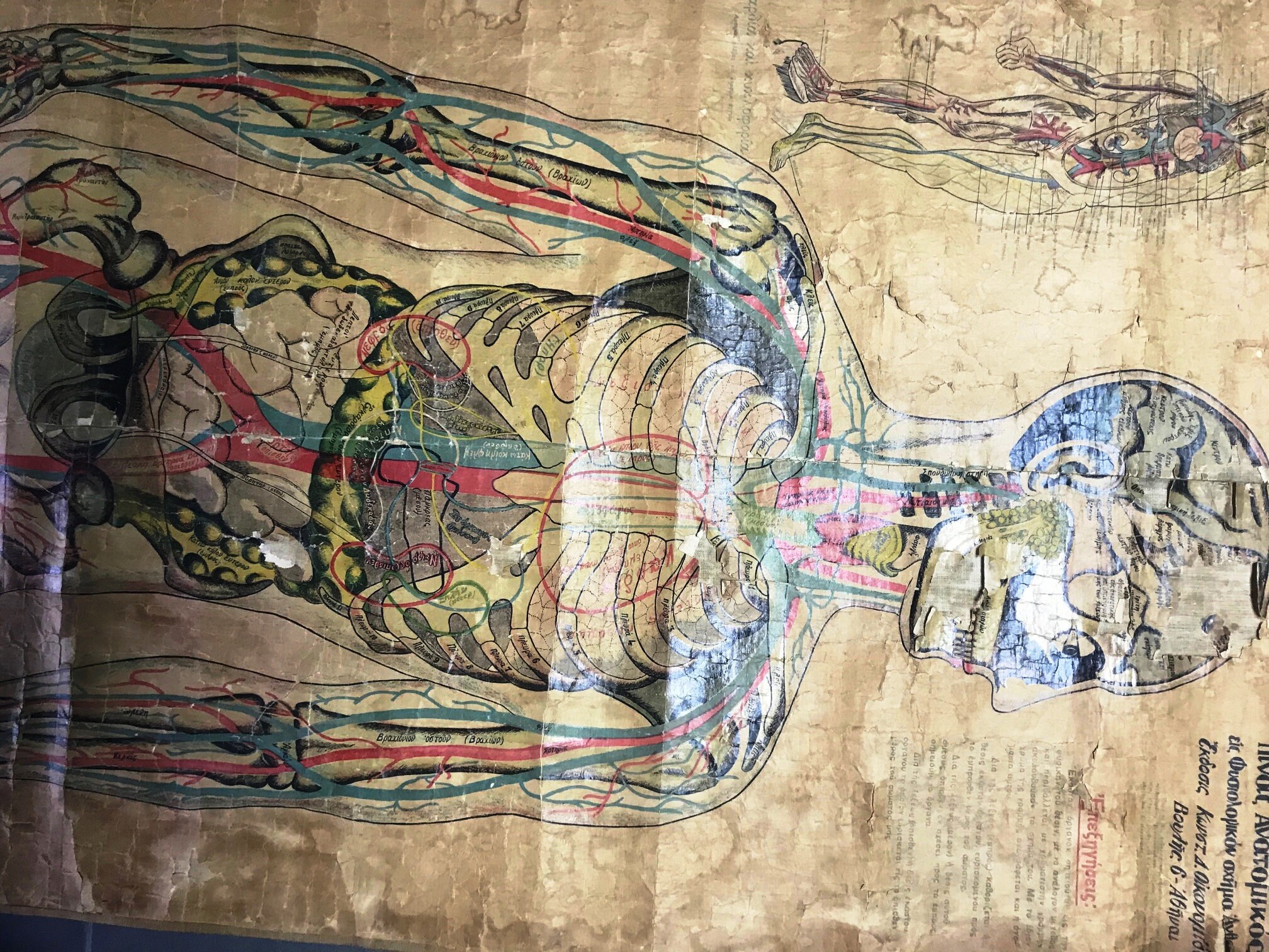 Old and Rare Anatomy Human Chart - Etsy