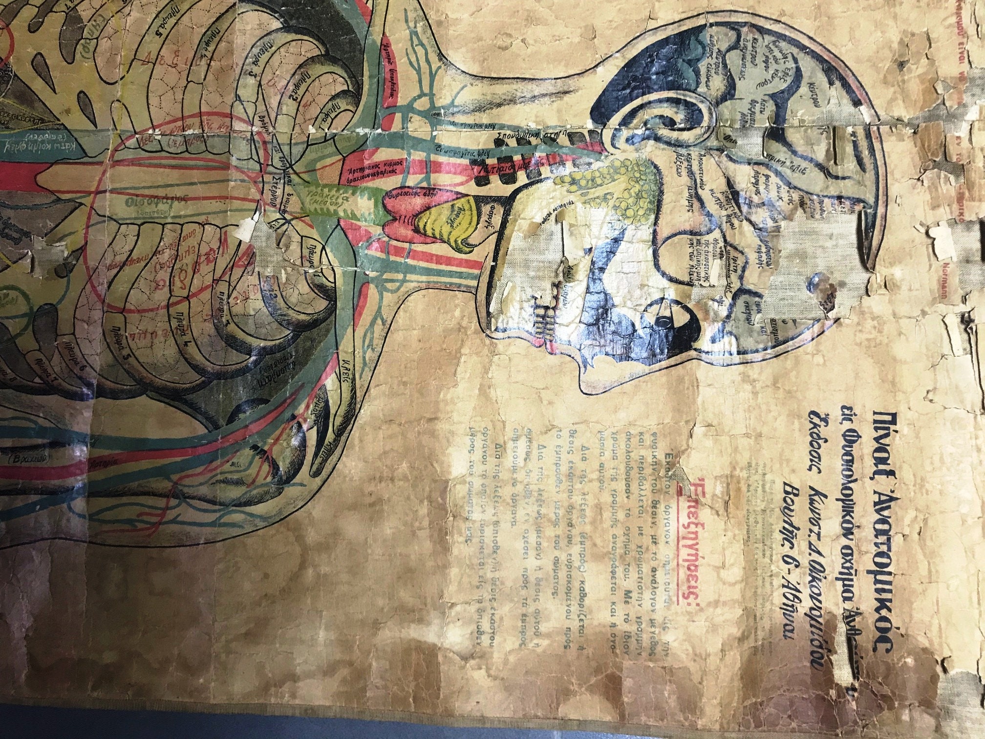 Old and Rare Anatomy Human Chart - Etsy