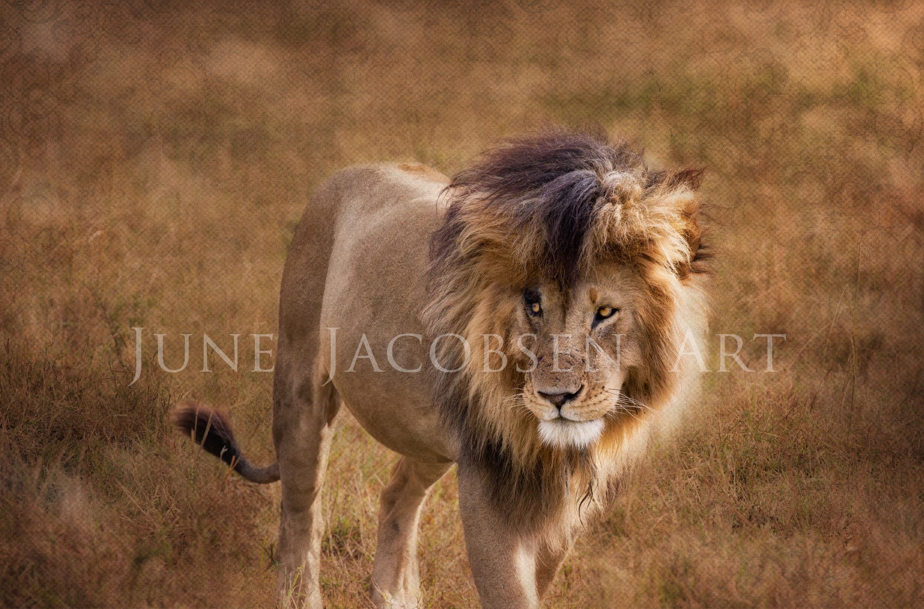 Scar scarface the Famous Lion Photograph Kenya Safari Wildlife, Big Cat ...
