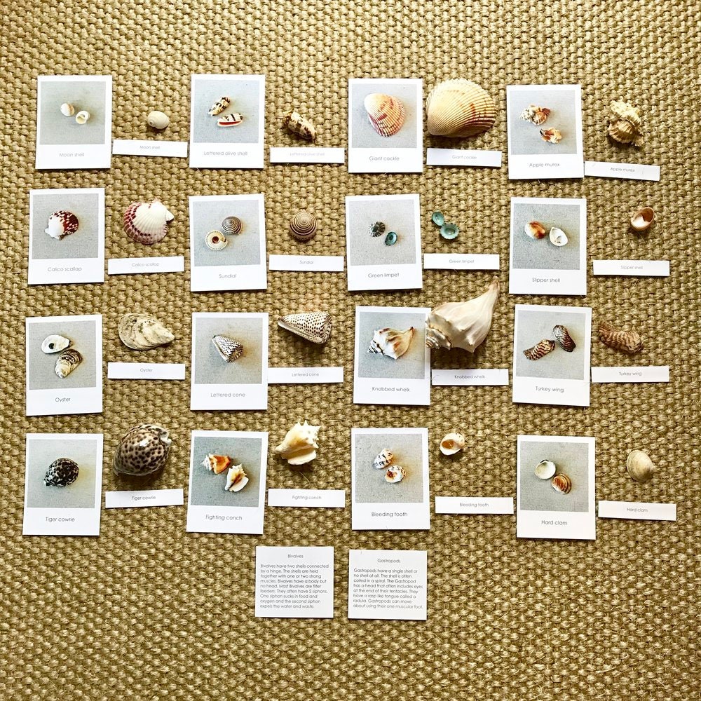 Shells With Matching Cards - Etsy