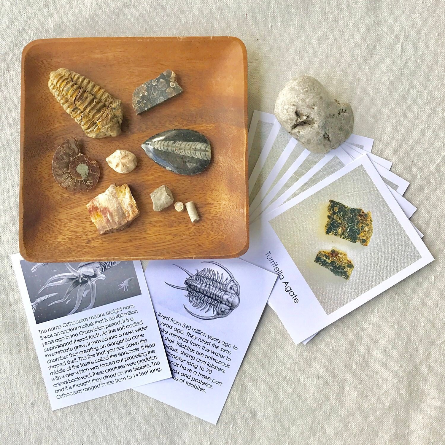 Fossils With Matching Cards - Etsy