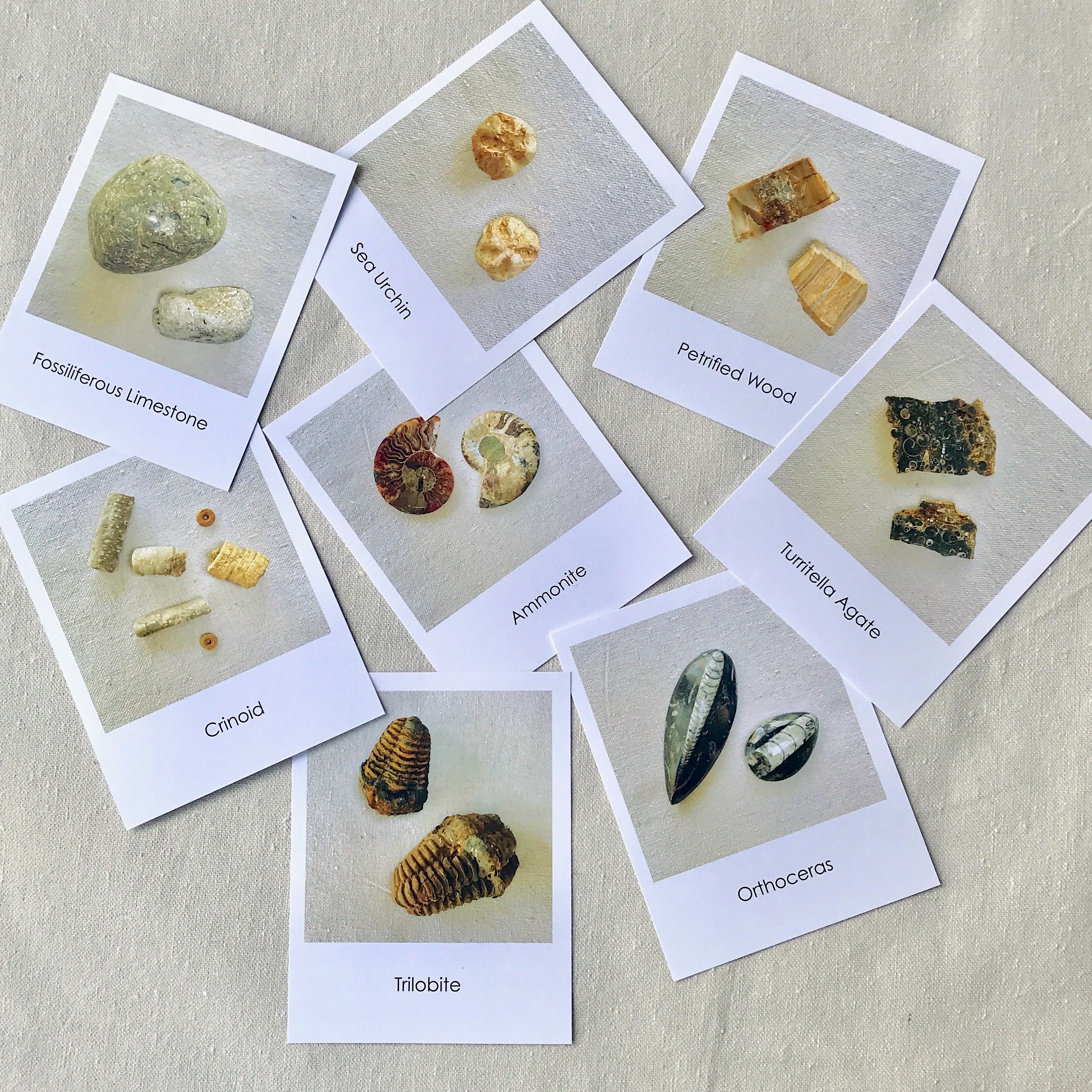 Fossils With Matching Cards - Etsy