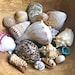 Shells With Matching Cards - Etsy