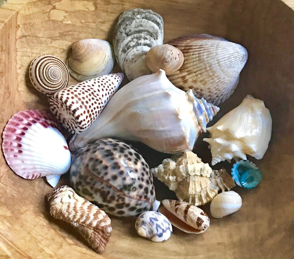 Shells With Matching Cards - Etsy