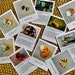 Shells With Matching Cards - Etsy