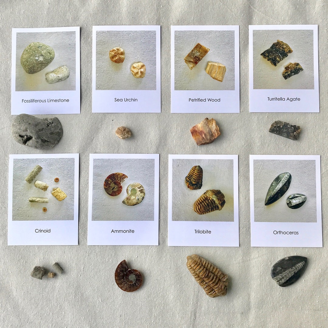 Fossils With Matching Cards - Etsy