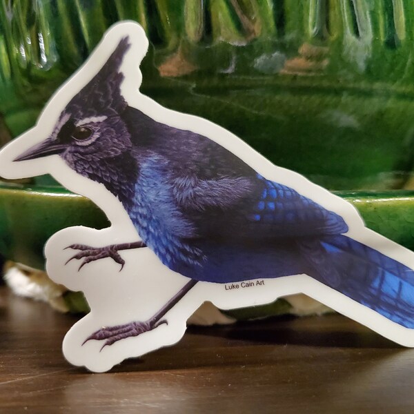 Stellar Jay Art - Etsy