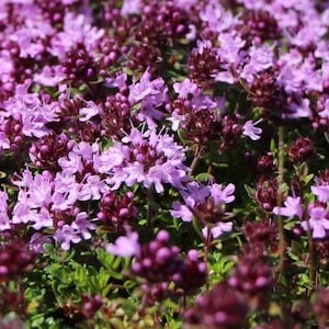 elfin thyme uk