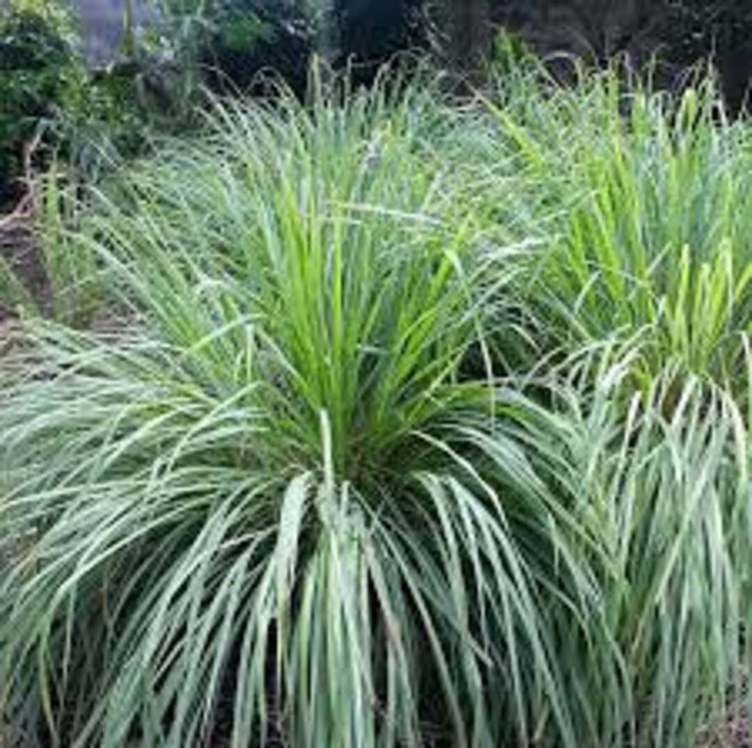 50 Lemon Grass Plant Seeds/cymbopogon Flexuosus/barbed Wire Grass ...